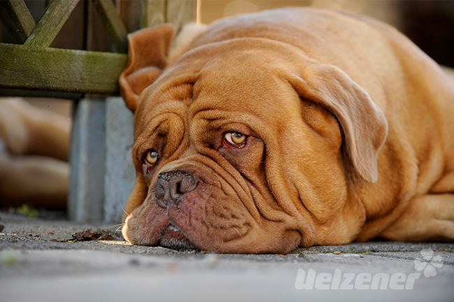 Übergewichtige Hunde - Uelzener Magazin