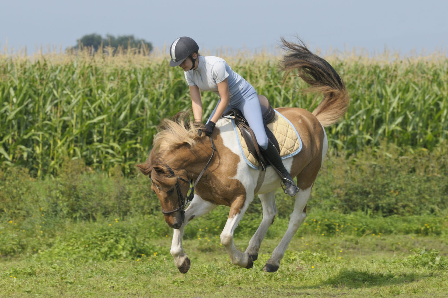 Sturztraining vom Pferd: Die besten Tipps für den Ernstfall | Uelzener ...