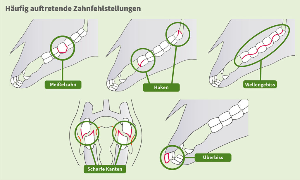 Zahnwechsel Beim Pferd