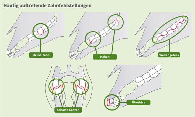 Pferd Speichelt Plotzlich Stark
