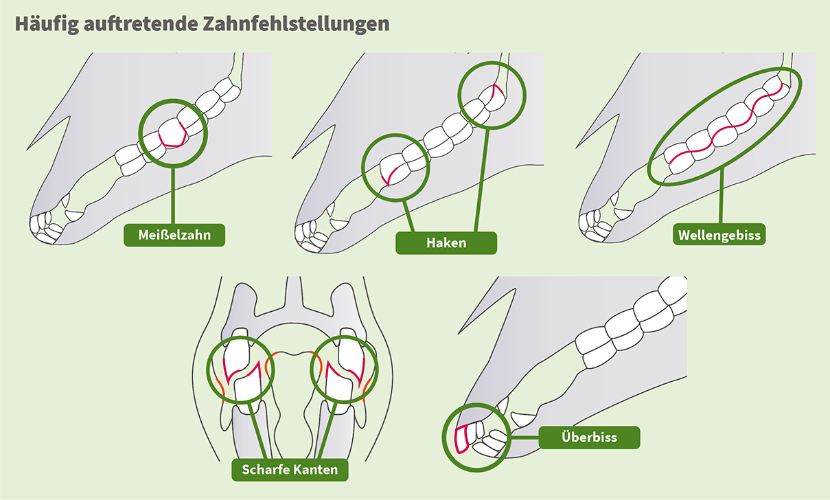 Zahnerkrankungen und Zahnbehandlung beim Pferd |Uelzener Tier-Magazin