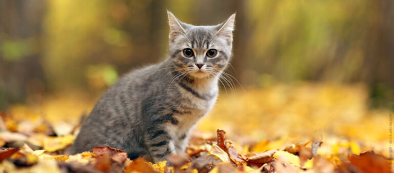 Herbstkatzen: Sind sie die schlechteren Katzen? | Uelzener Magazin