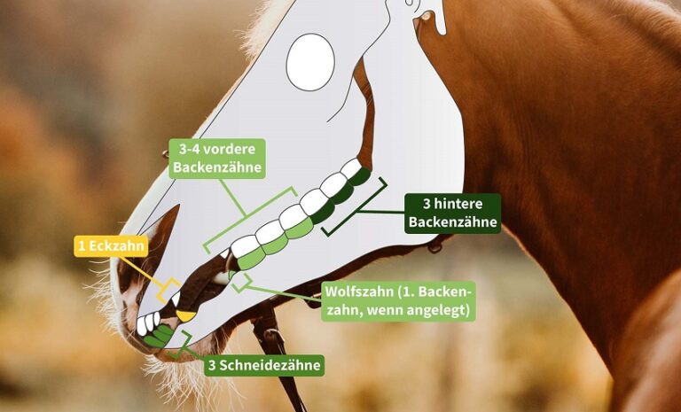 Zahnerkrankungen und Zahnbehandlung beim Pferd |Uelzener Tier-Magazin