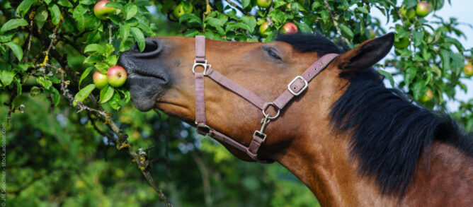 Was fressen Pferde | Uelzener Magazin