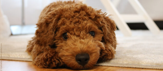 Pudel im Rasseportrait – Herkunft, Aussehen & Charakter | Uelzener