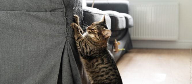 Katze zerkratzt Sofa: Was tun? | Uelzener Magazin