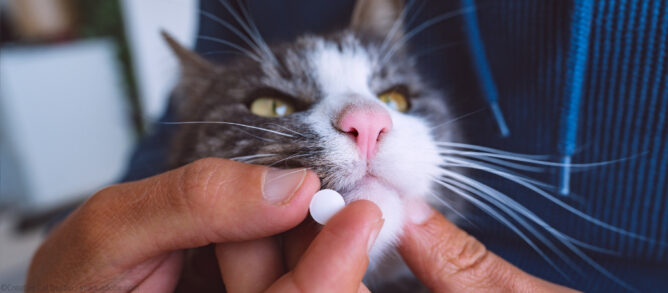 Antibiotika bei Katzen: Verwendung, Nebenwirkungen und Anwendungstipps ...